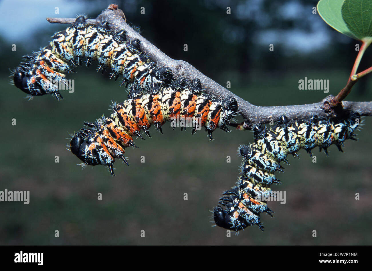Mopane worms hi-res stock photography and images - Alamy
