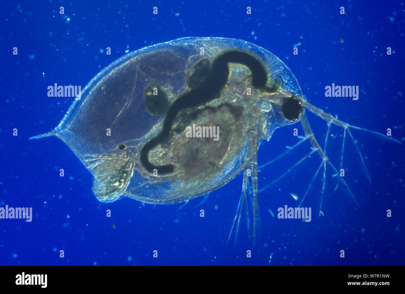 Freshwater flea daphnia magna hi-res stock photography and images - Alamy