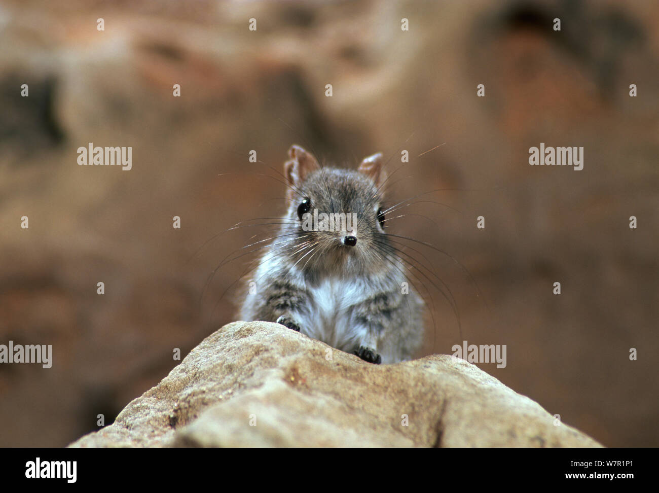 Elephantulus rufescens hi-res stock photography and images - Alamy