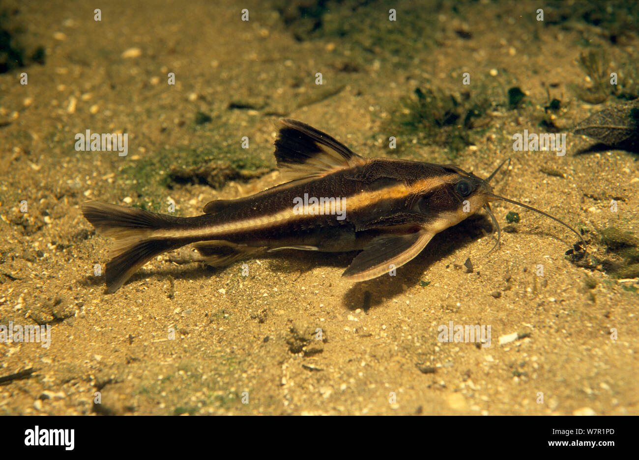 Striped Raphael Catfish