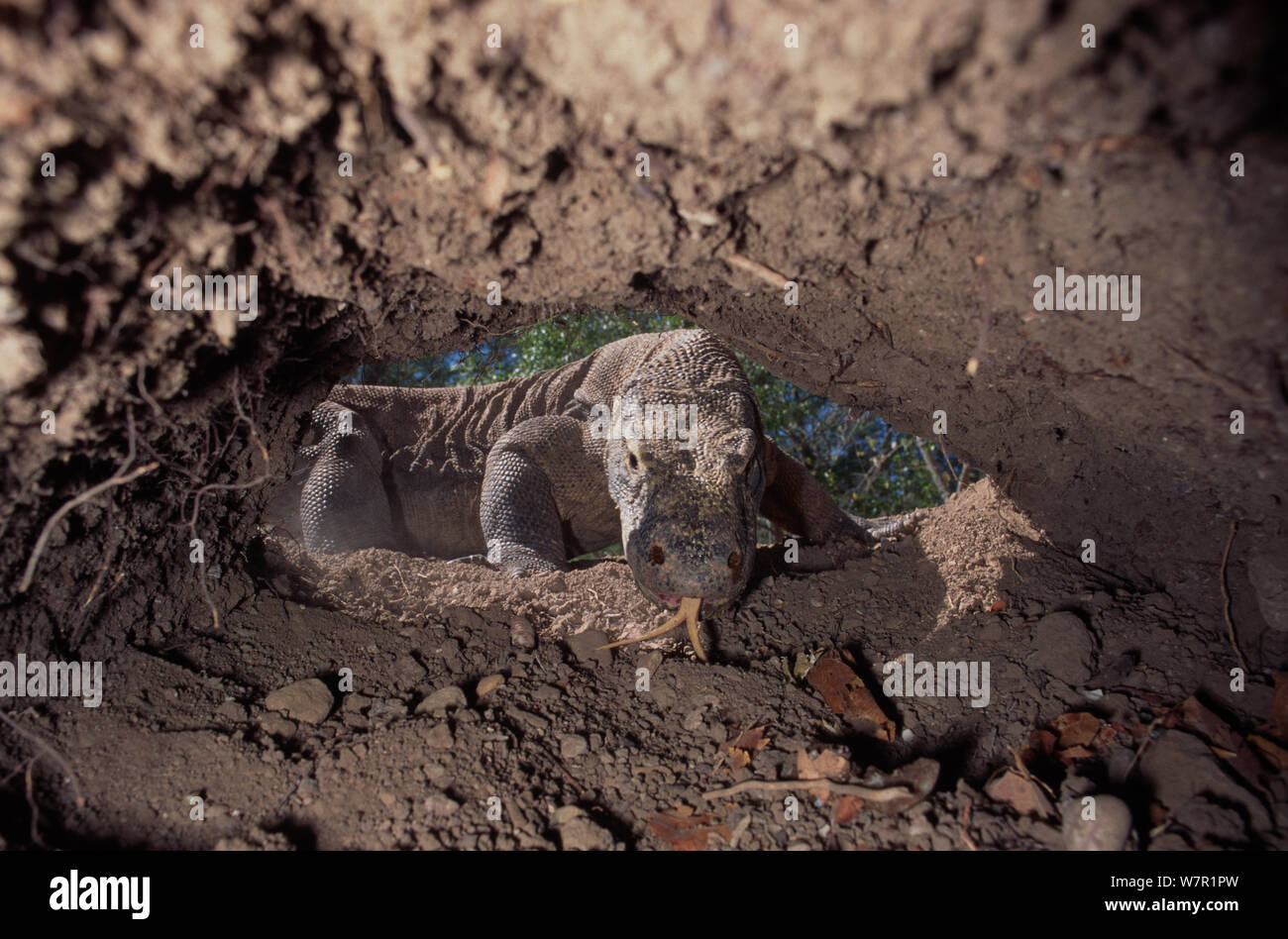 Komodo Dragon (Varanus komodensis) entering nest viewed from within the ...