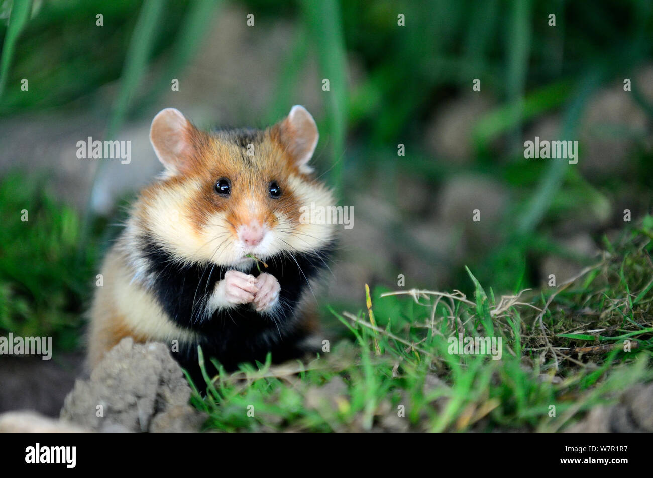 Common hamster feeding (Cricetus cricetus), Alsace, France, captive ...