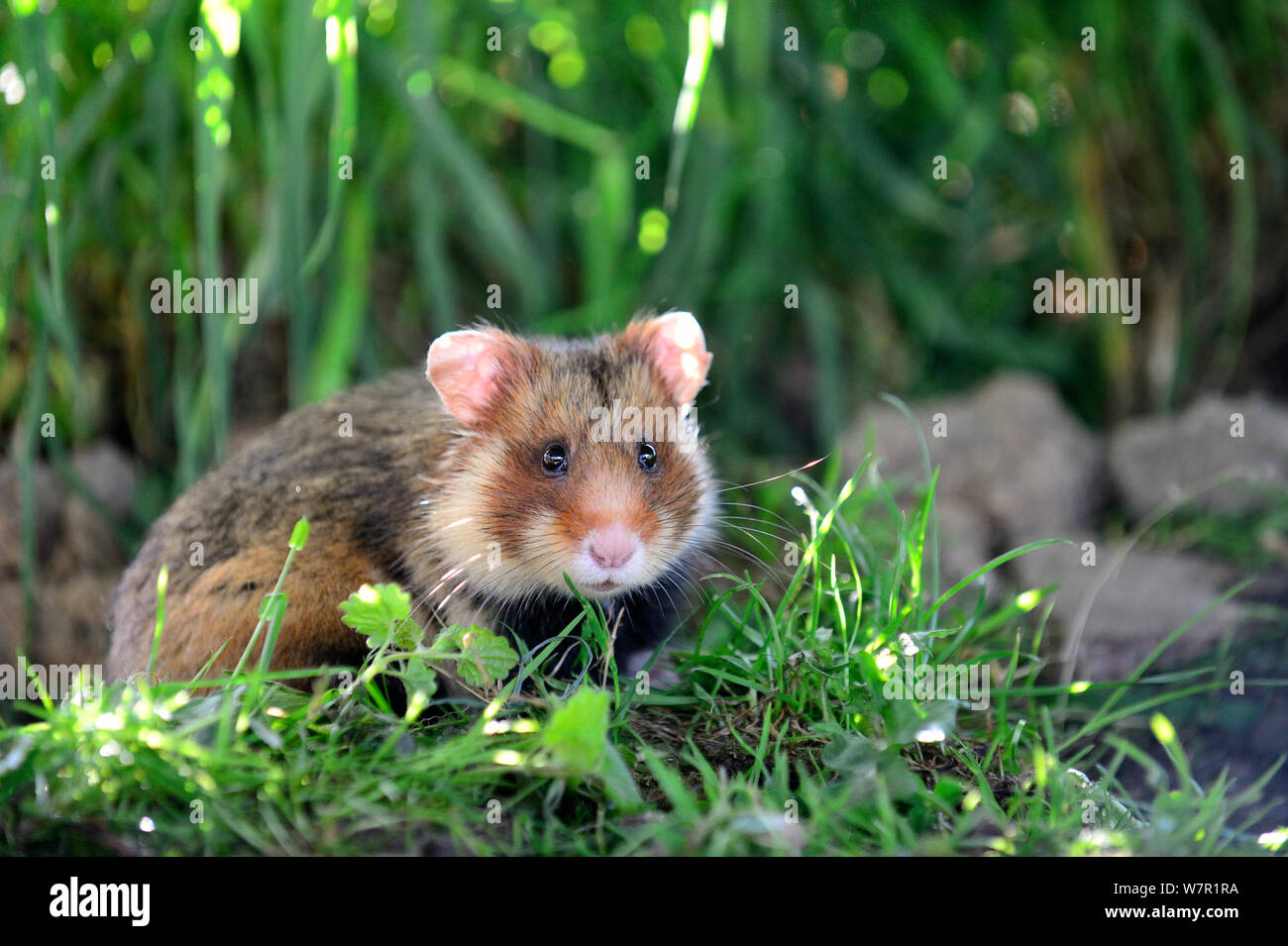 Portrait of a common hamster (Cricetus cricetus) Alsace, France ...