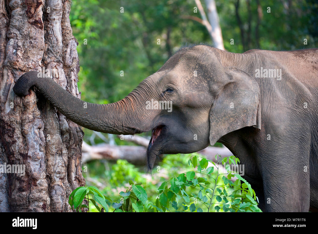 Asian Elephant (Elephas maximus) female feeding on bark, South India ...