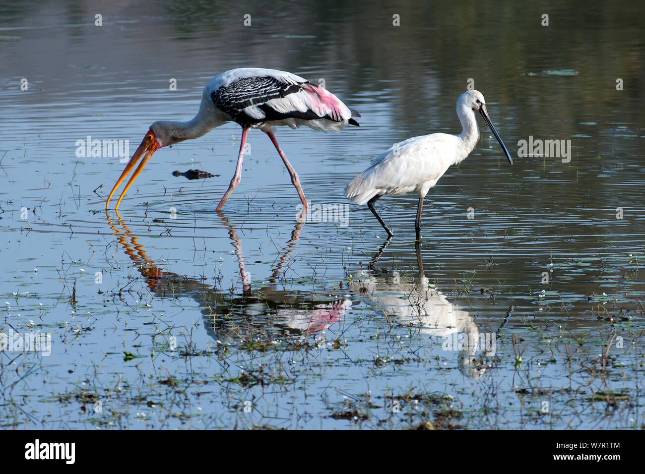 Eurasian Spoonbill (Platalea leucorodia) and Painted Stork (Mycteria ...