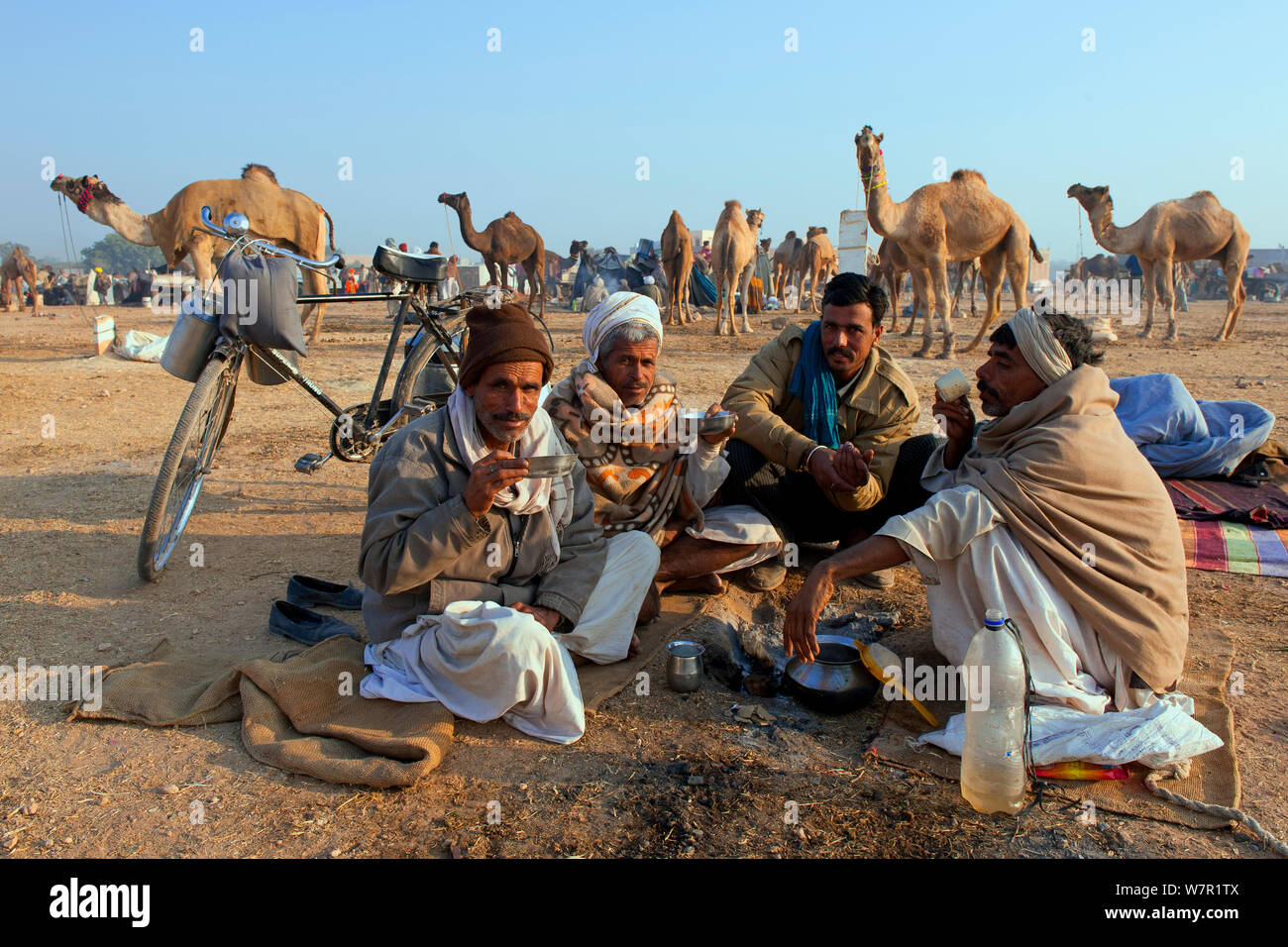 Camel herders with Dromedary camels (Camelus dromedarius) at cattle ...