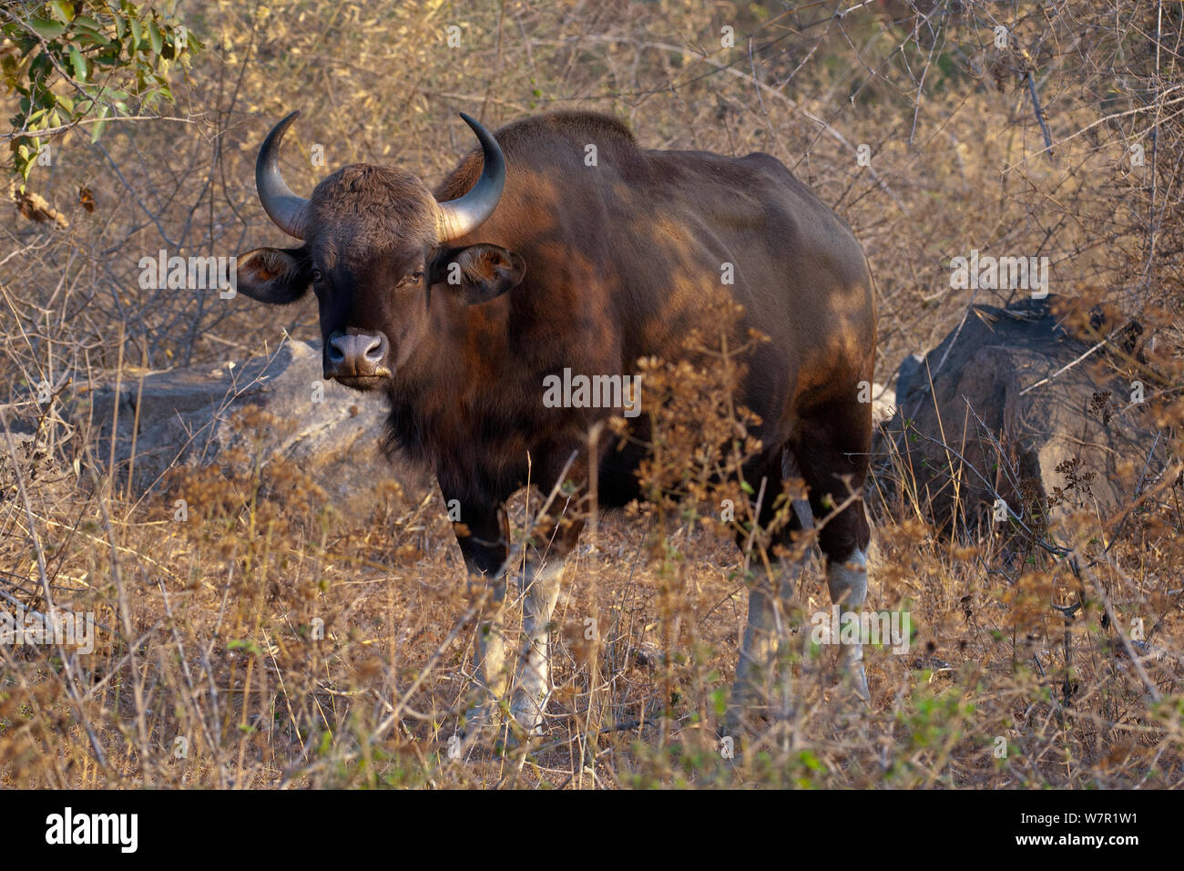 Gaur (Bos gaurus), female, Southern India. Endangered species Stock ...