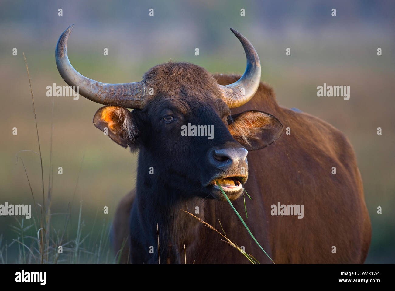 Gaur bos gaurus female hi-res stock photography and images - Alamy