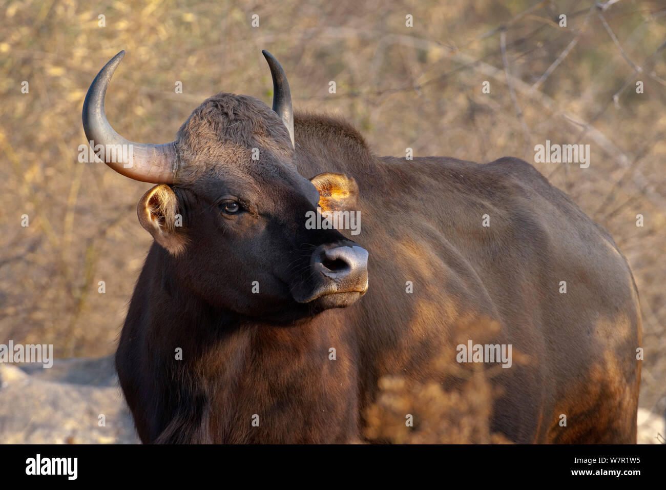 Gaur (Bos gaurus), female, southern India. Endangered species Stock ...