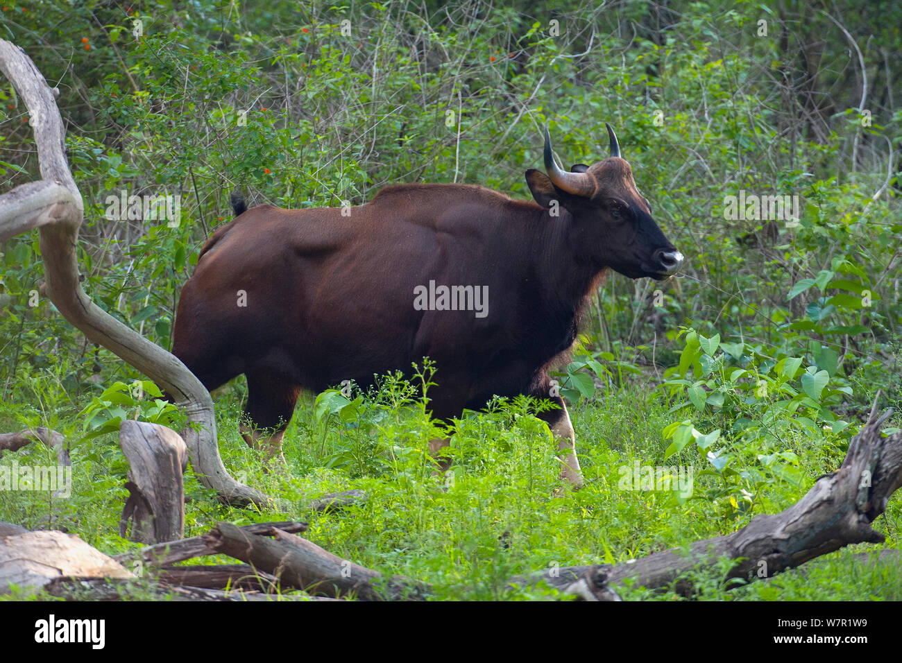 Gaur (Bos gaurus), female, Nagarhole National Park, Karnataka, India ...
