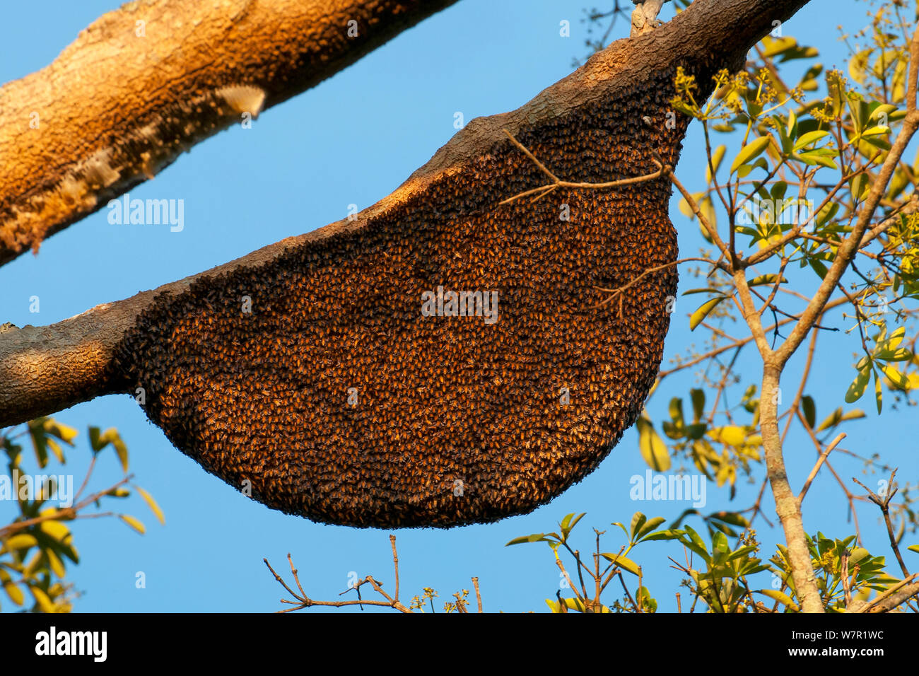 Apis dorsata hi-res stock photography and images - Alamy