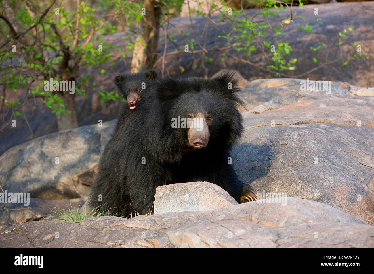 Sloth bear (Melursus ursinus) mother with cub on her back, India Stock ...