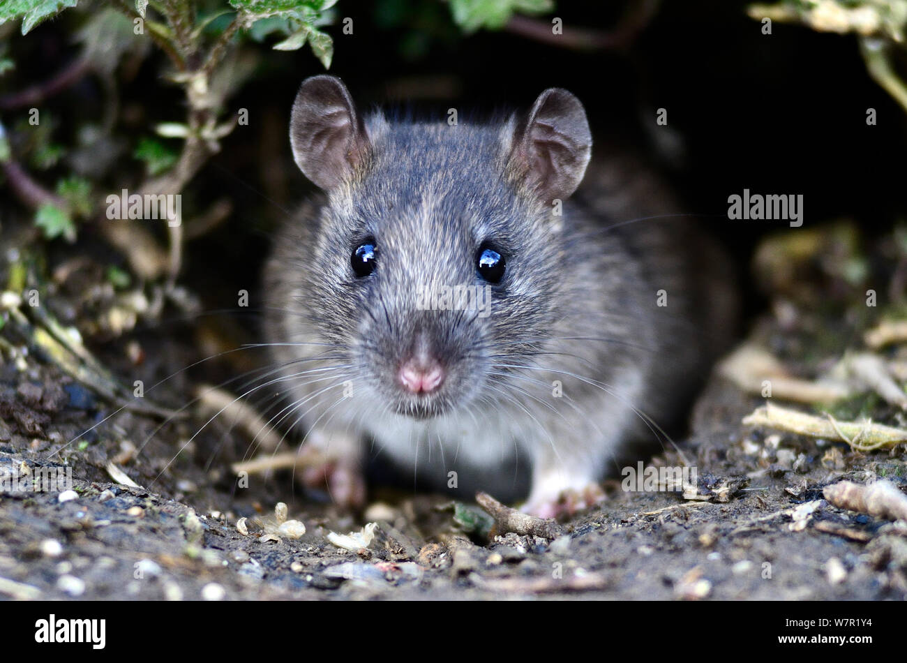 Juvenile brown rat (Rattus norvegicus) emerging from hole in ground ...