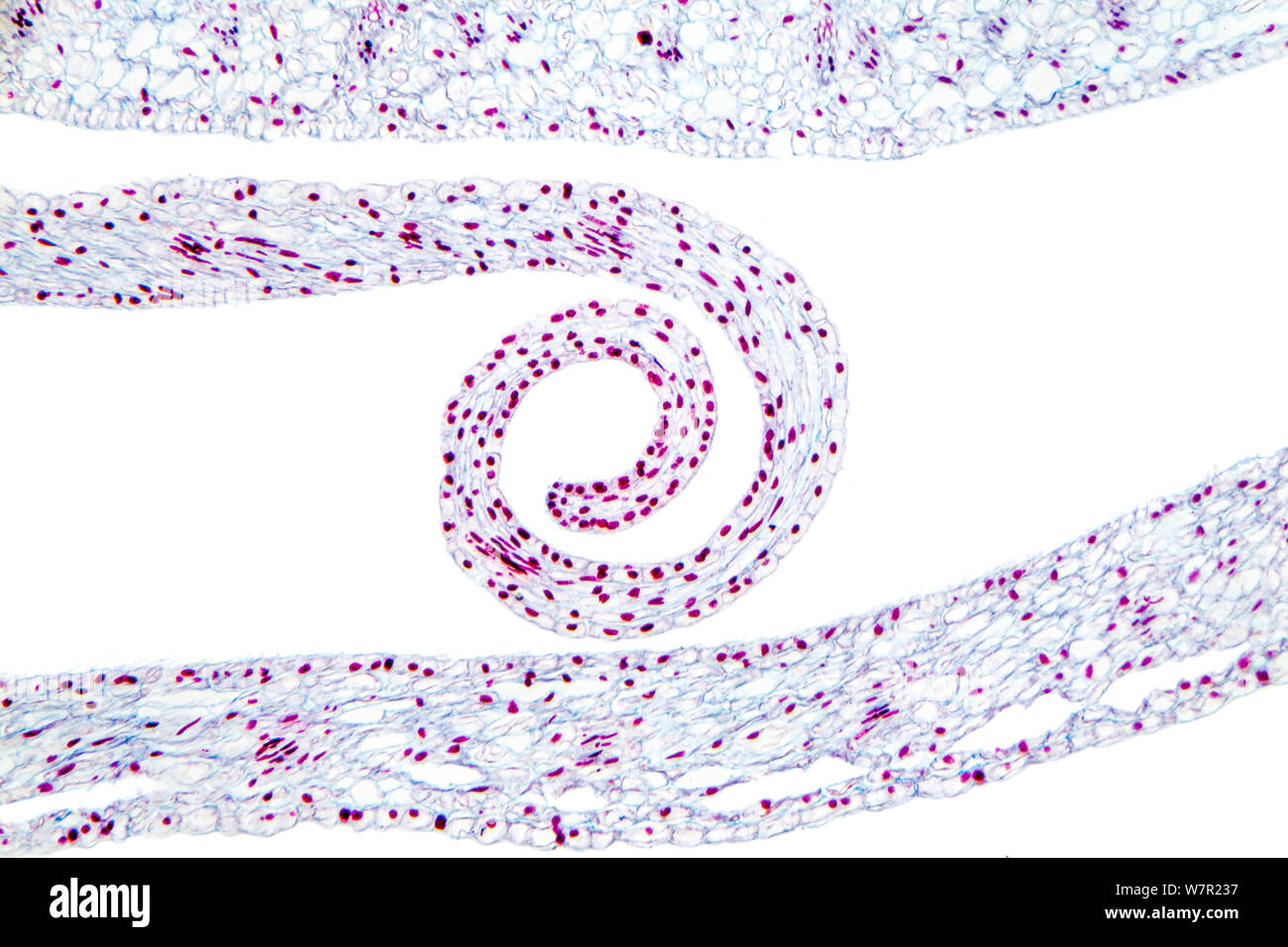 Tulip sp. Flower detail. Stained cell nucleii. Brightfield ...