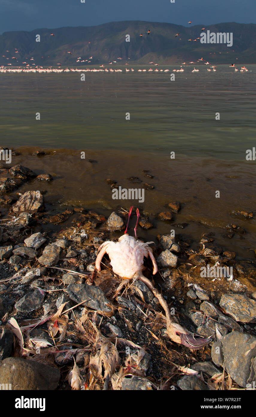Dead Lesser flamingo (Phoeniconaias minor) on the shores of Lake ...