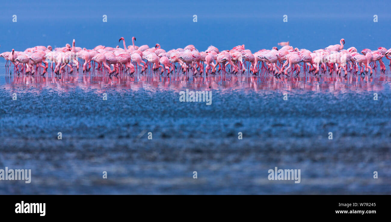 Lesser flamingo (Phoeniconaias minor) flock in lake Nakuru, Kenya Stock ...