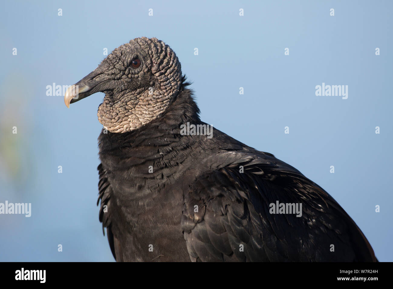 Black vulture (Coragyps atratus) on lakeshore, Sarasota, Florida, USA ...