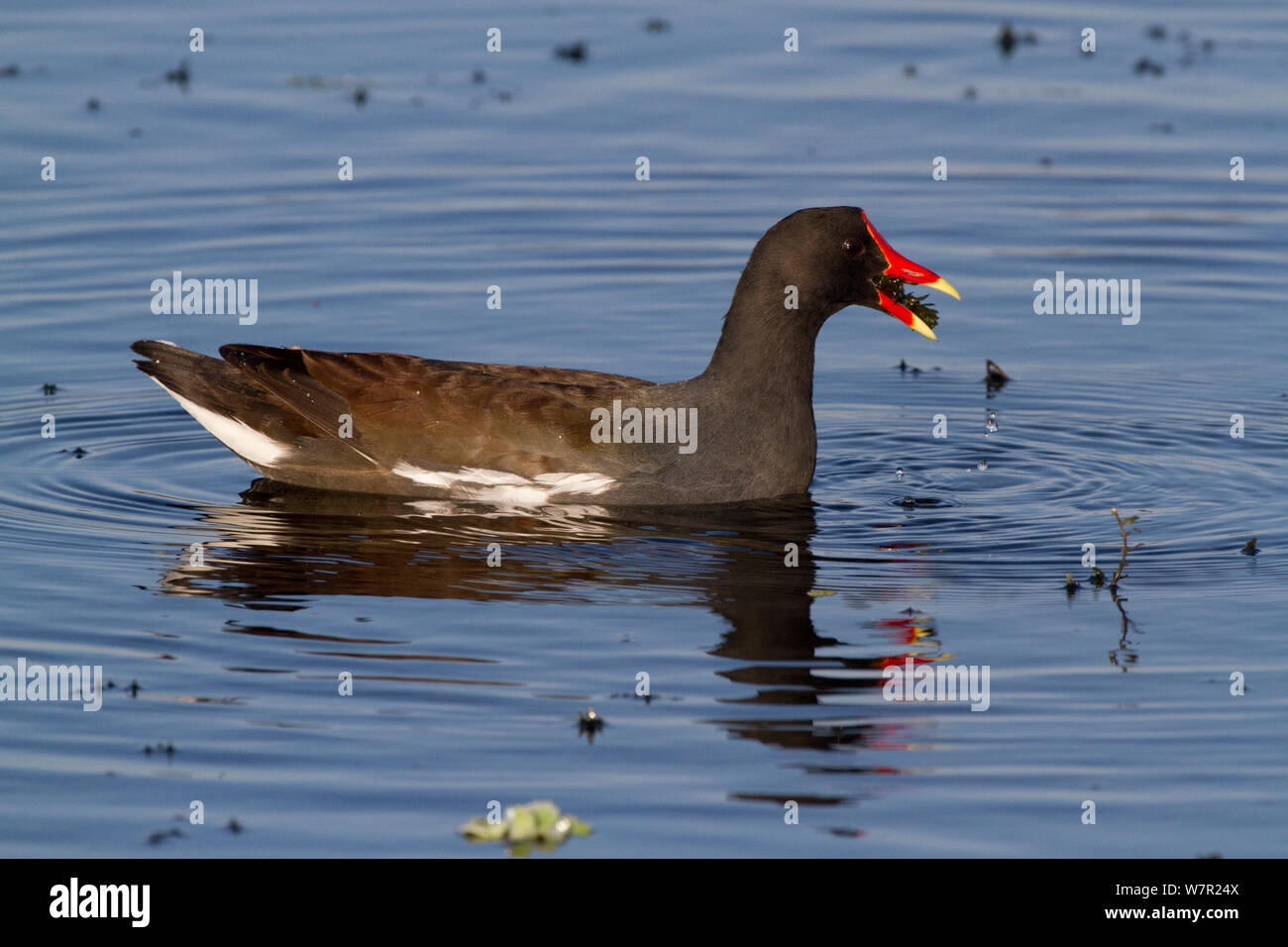 Common Moorhen (Gallinula chloropus) eating aquatic vegetation in pond ...