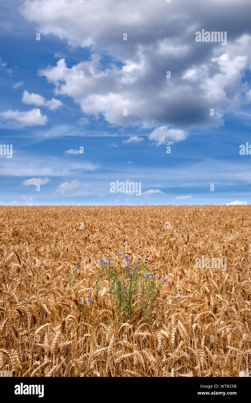 Beautiful summer landscape with blue sky and white clouds above a huge ...