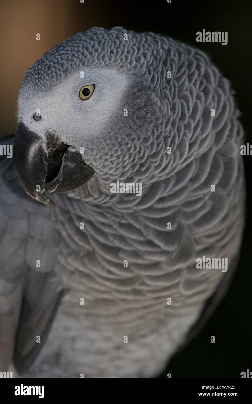African Grey parrot (Psittacus erithacus), captive, native to rain ...