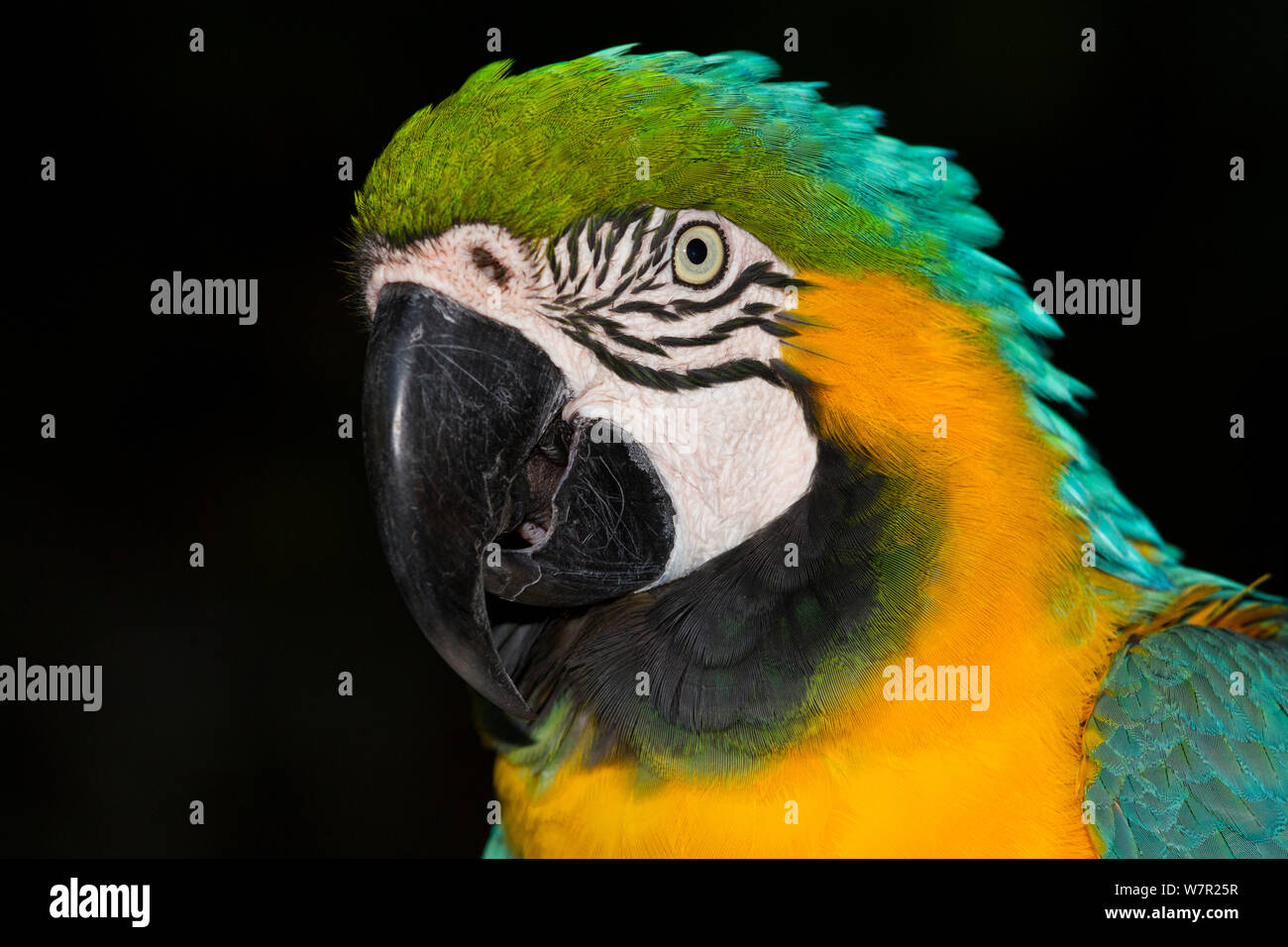 Birds of paraguay birds of bolivia hi-res stock photography and images ...