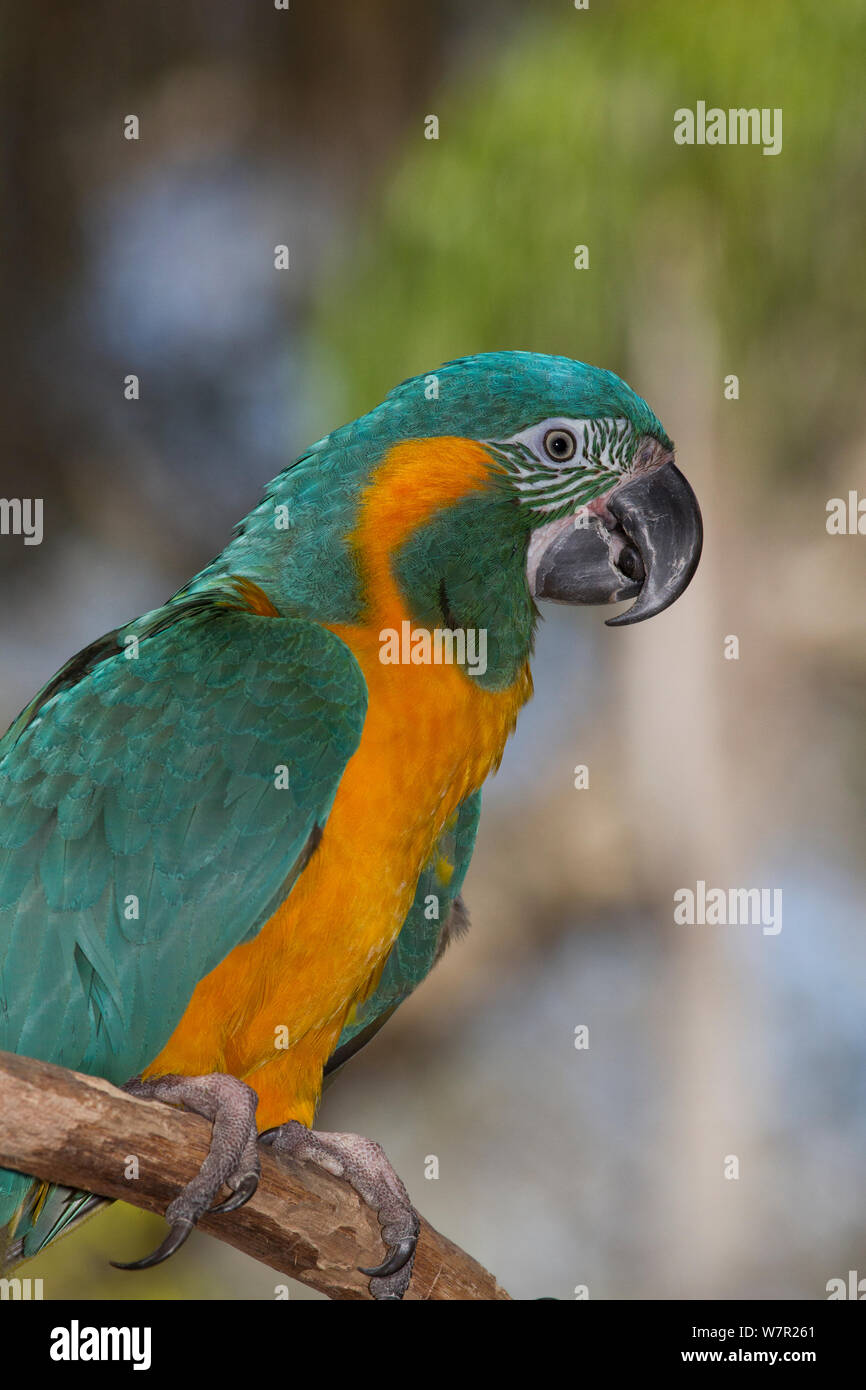 Blue throated macaw (Ara glaucogularis), captive, native and endemic to ...