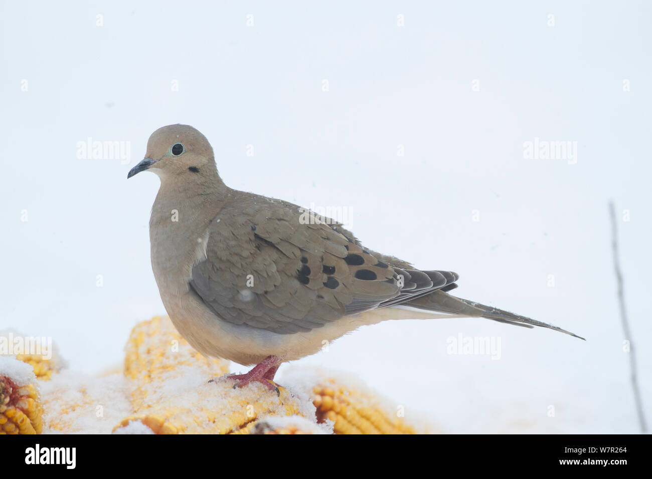 Mourning dove in snow hi-res stock photography and images - Alamy