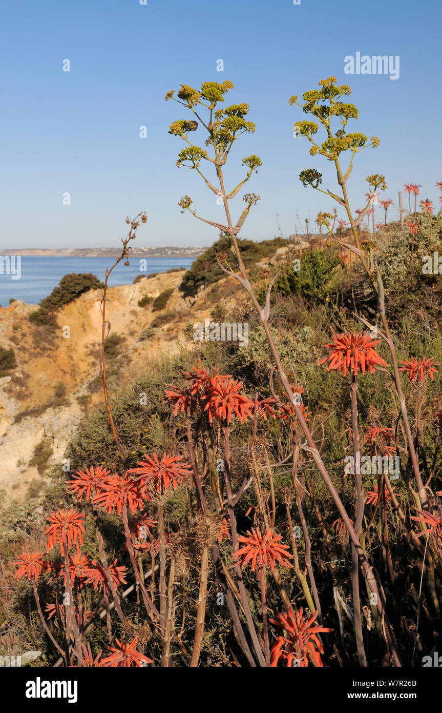 Soap Aloe (Aloe maculata / saponaria) and Giant Fennel (Ferula communis ...
