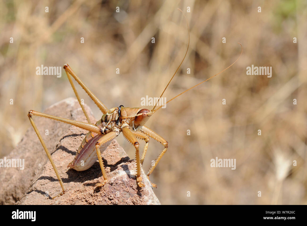 Mediterranean insects hi-res stock photography and images - Alamy