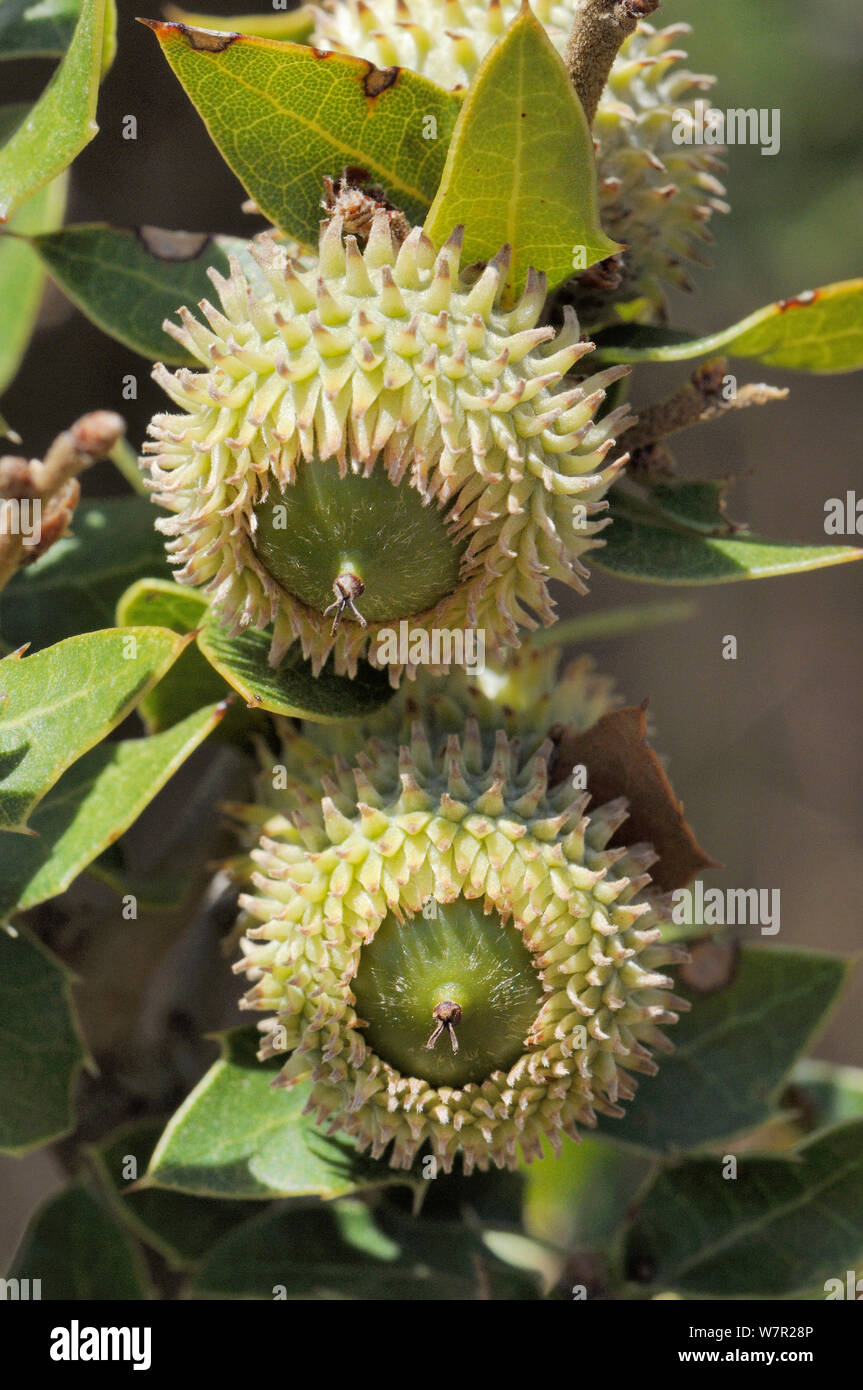 Developing acorns of Kermes Oak (Quercus coccifera). Samos, Greece ...
