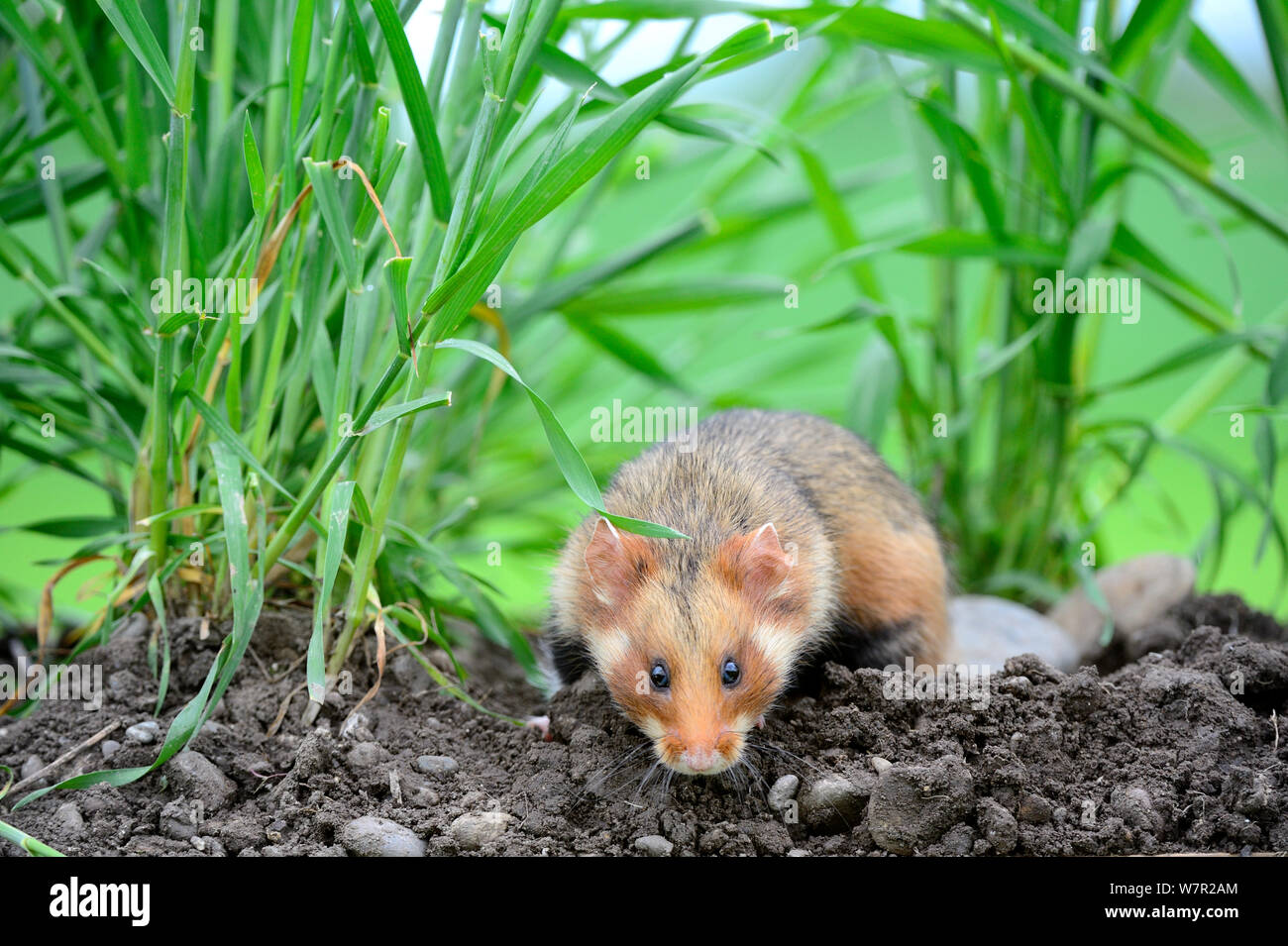 Common hamster (Cricetus cricetus), Alsace, France, captive Stock Photo ...