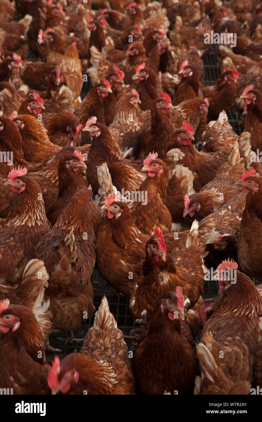 Gallus Frame High Resolution Stock Photography and Images - Alamy