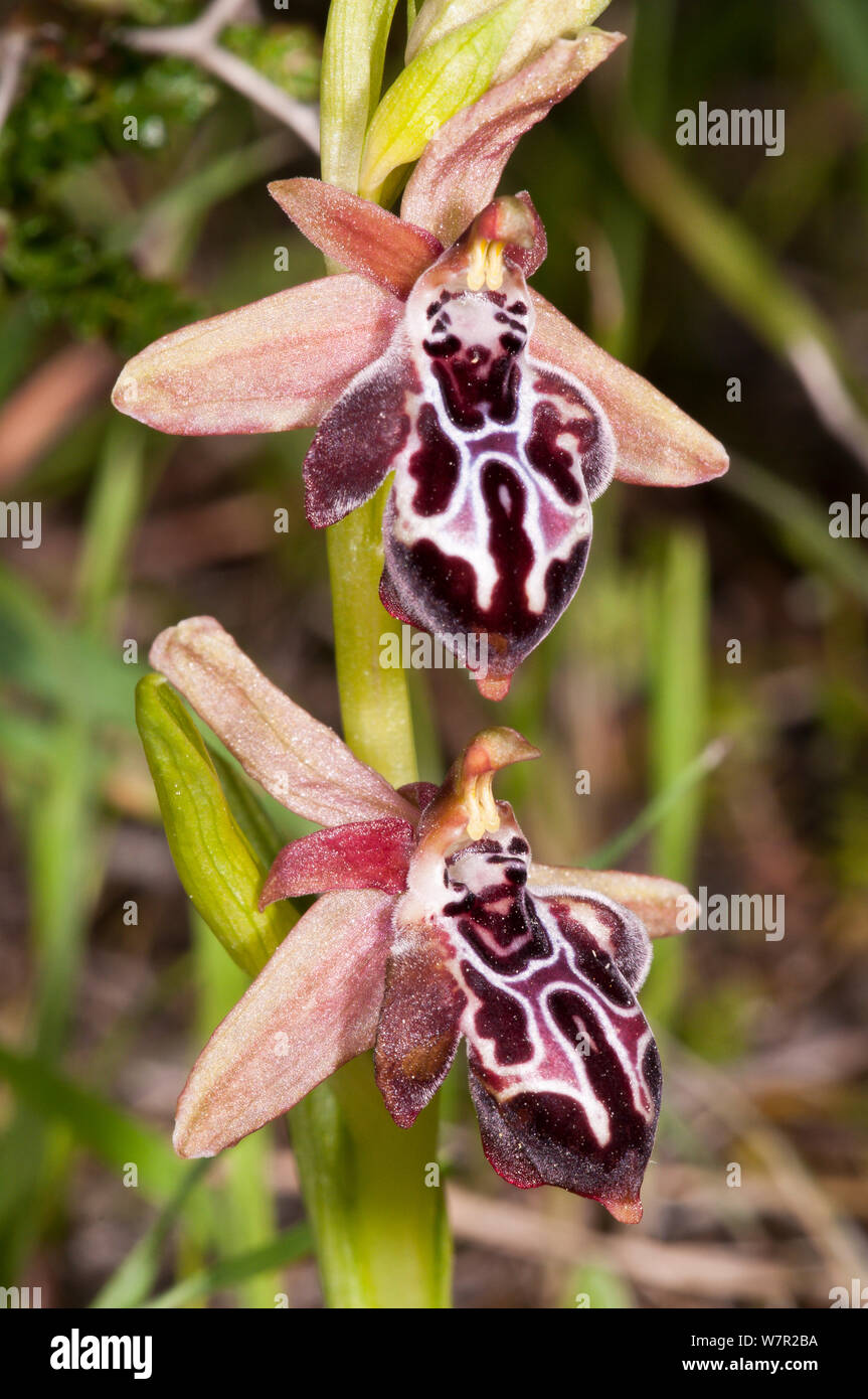 Ophrys genus hi-res stock photography and images - Alamy