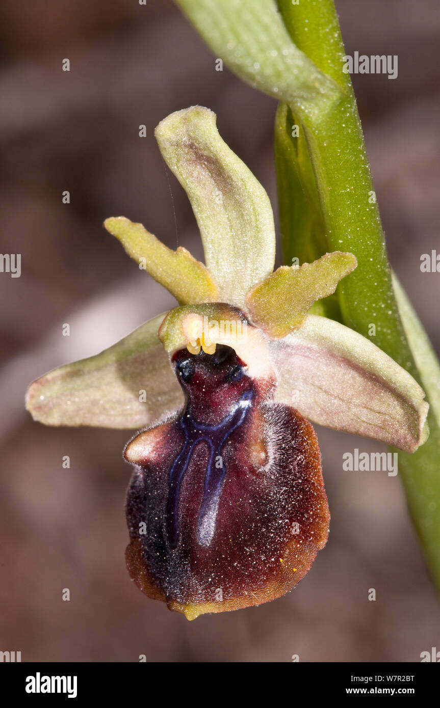 Ophrys genus hi-res stock photography and images - Alamy