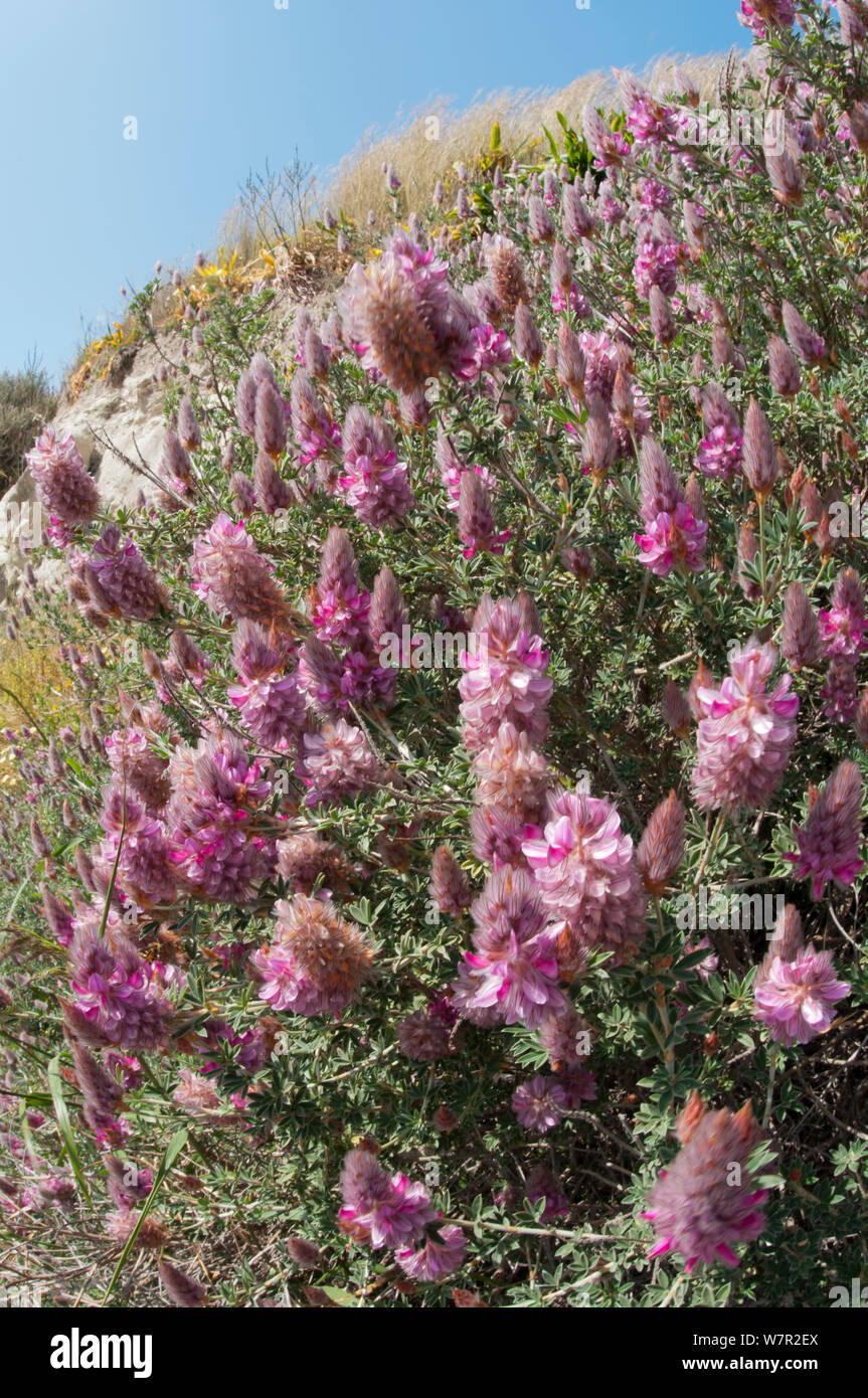 Cretan ebony (Ebenus cretica) in flower, Festos, Crete, April Stock ...