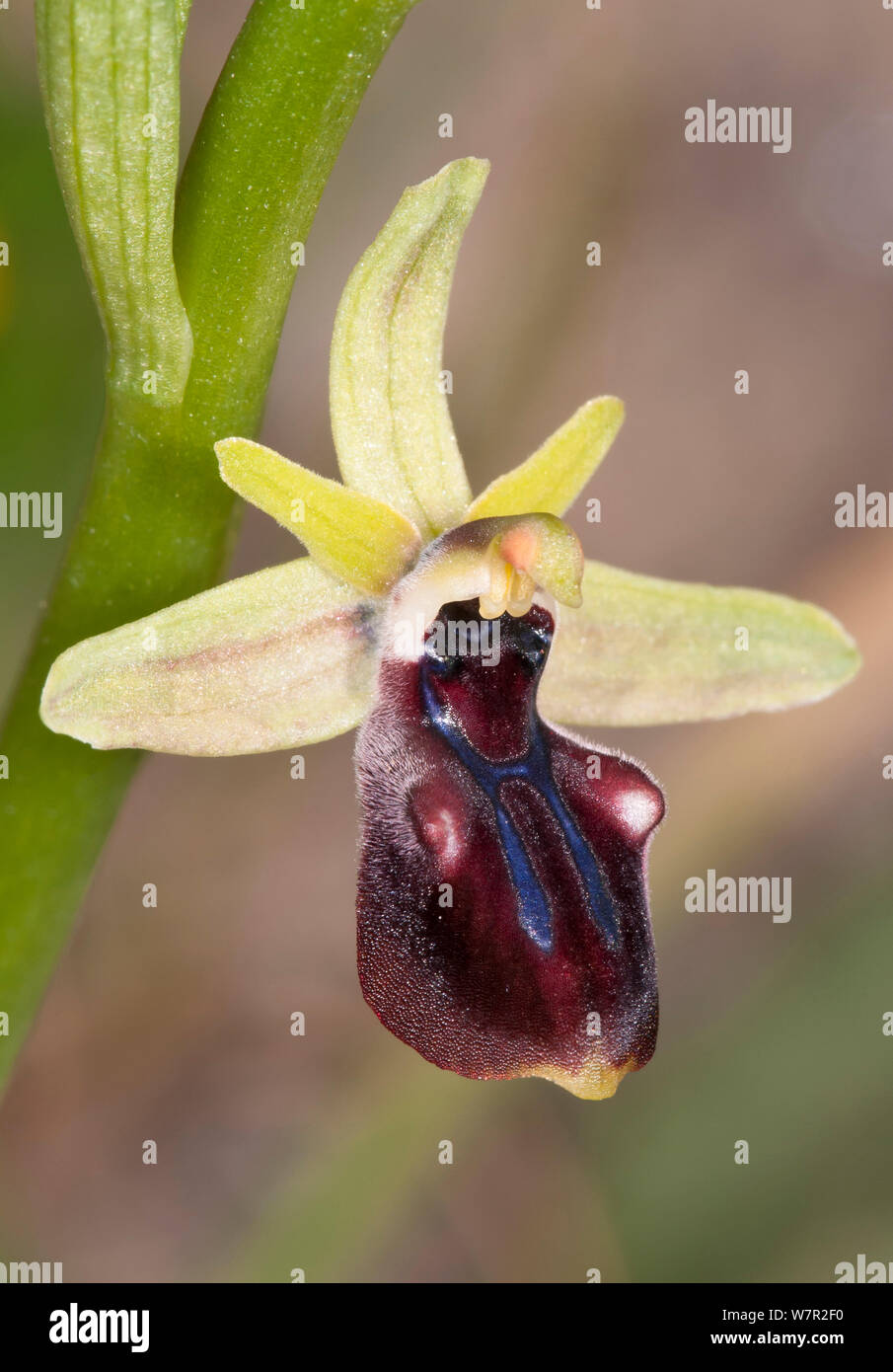 Ophrys genus hi-res stock photography and images - Alamy