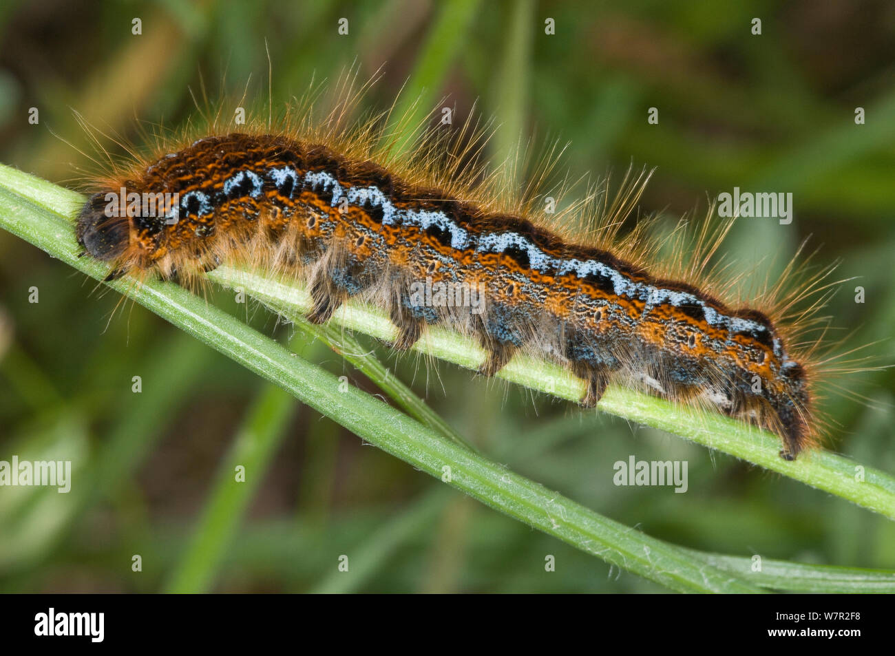 Lackey Moth Caterpillars High Resolution Stock Photography and Images ...