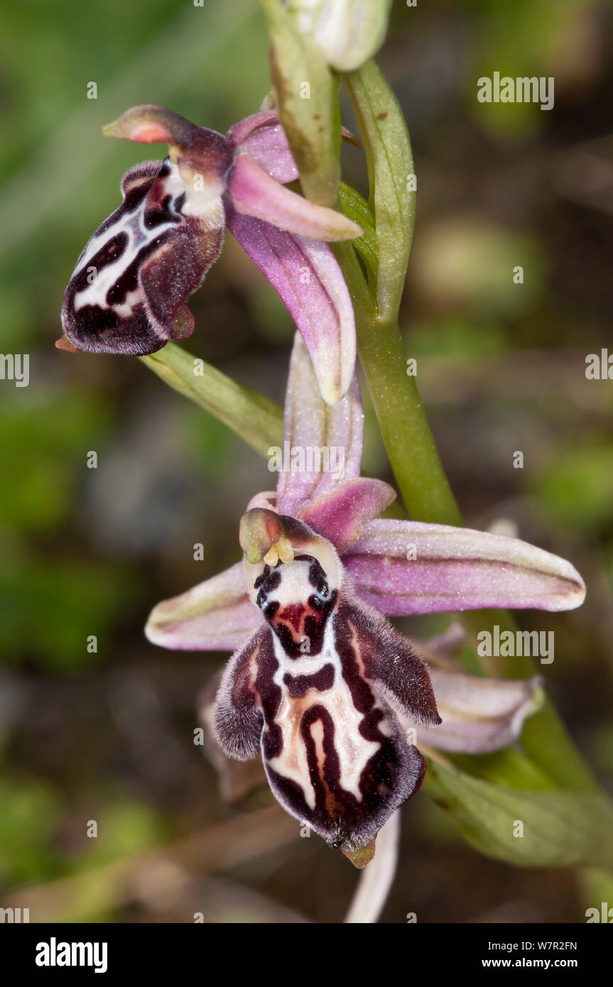 Cretan Ophrys (Ophrys cretica) in flower, orchid endemic to Crete and ...