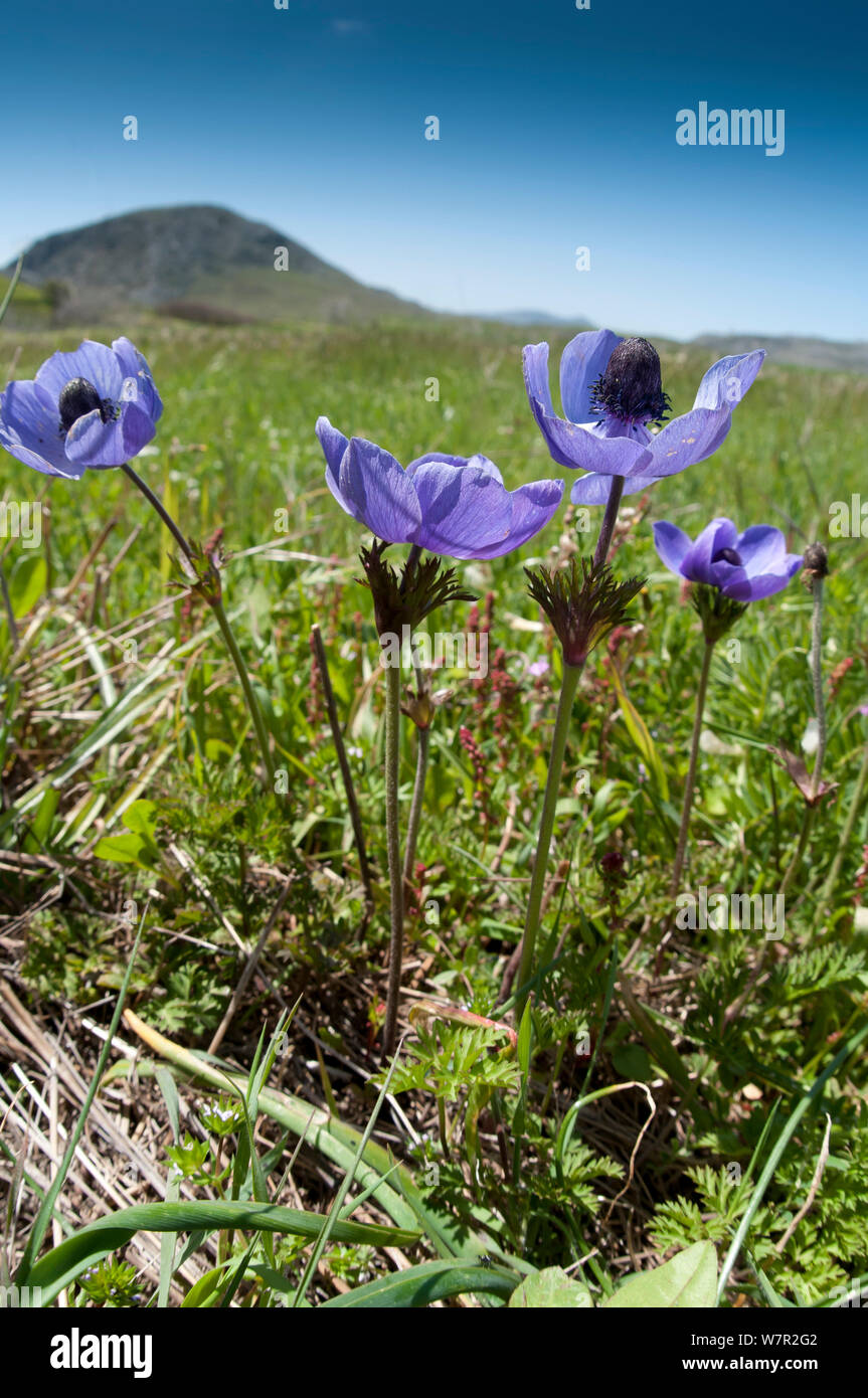 Crown anemone (Anemone coronaria) in flower, Gious Kambos plateau ...
