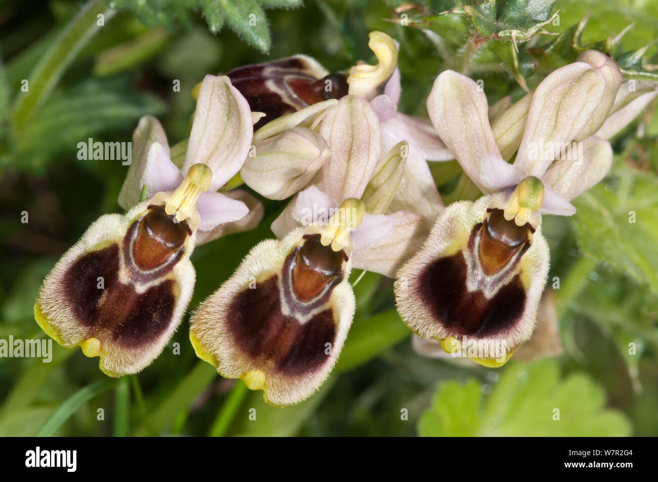 Sawfly orchid (Ophrys tenthredinifera) in flower, Gious Kambos, near ...
