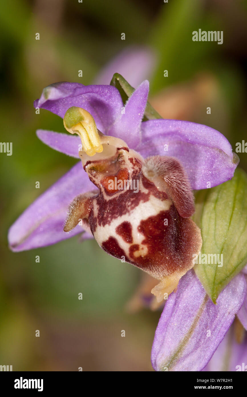Ophrys genus hi-res stock photography and images - Alamy