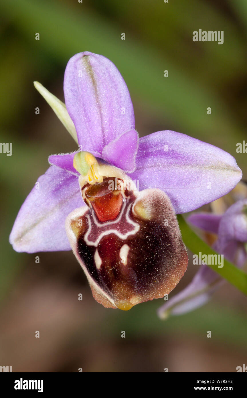 Large-flowered Bee Orchid (Ophrys episcopalis) flower, Gious Kambos ...