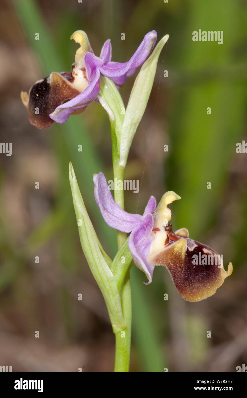 Ophrys genus hi-res stock photography and images - Alamy