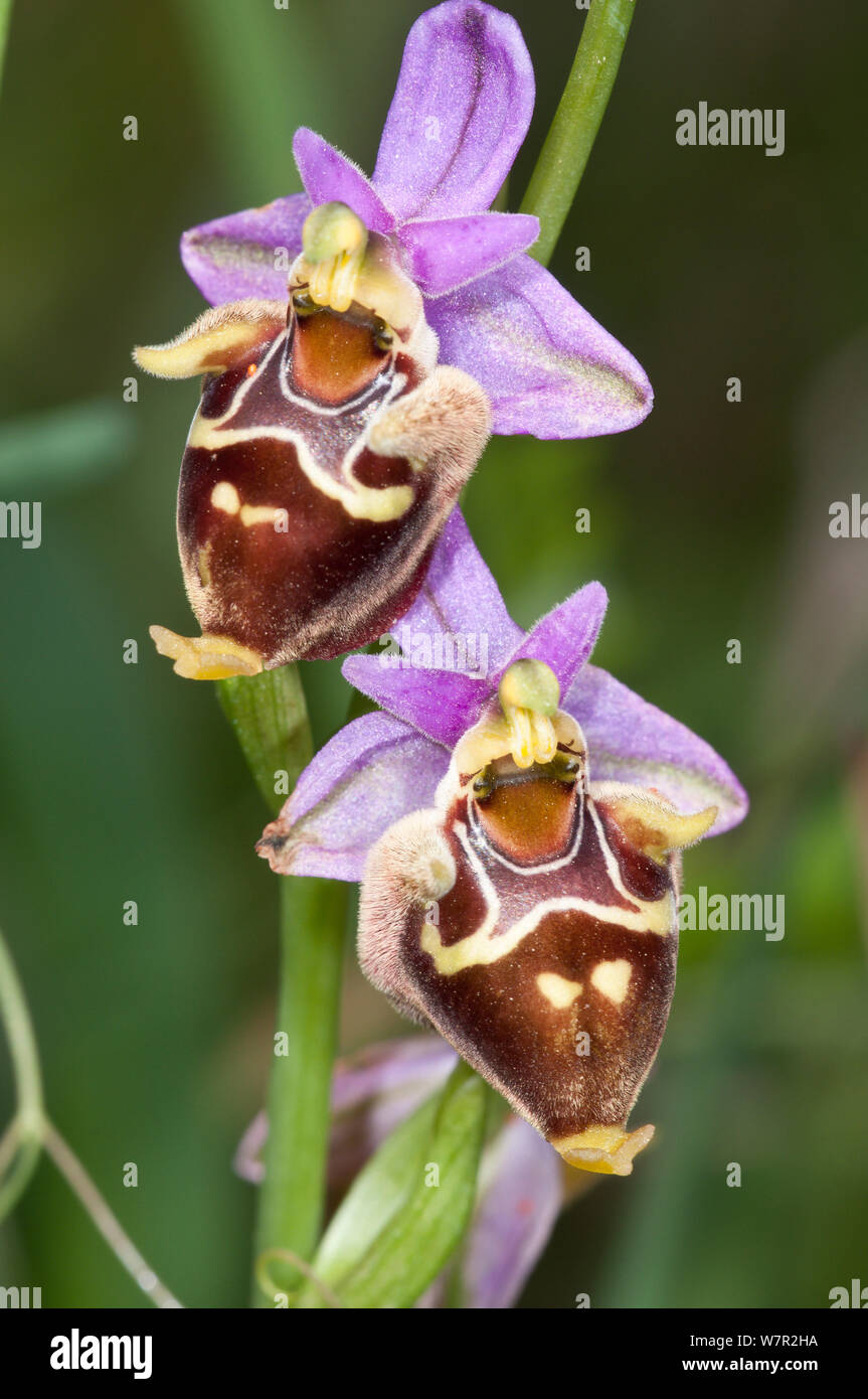 Ophrys genus hi-res stock photography and images - Alamy