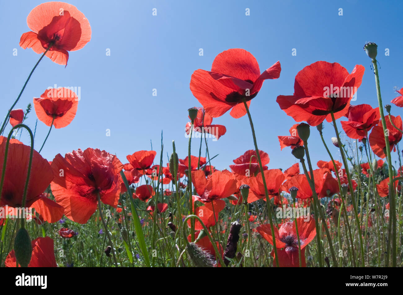 Poppies (Papaver rhoeas) in flower, growing near the military cemetry ...