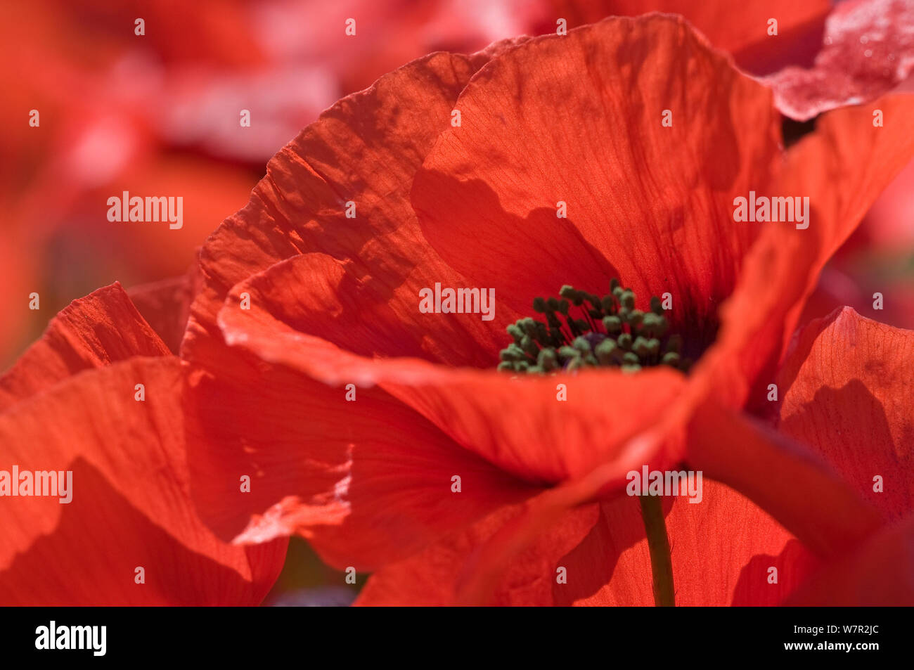 Poppies (Papaver rhoeas) close-up of flower, Bolsena, Italy, May Stock ...