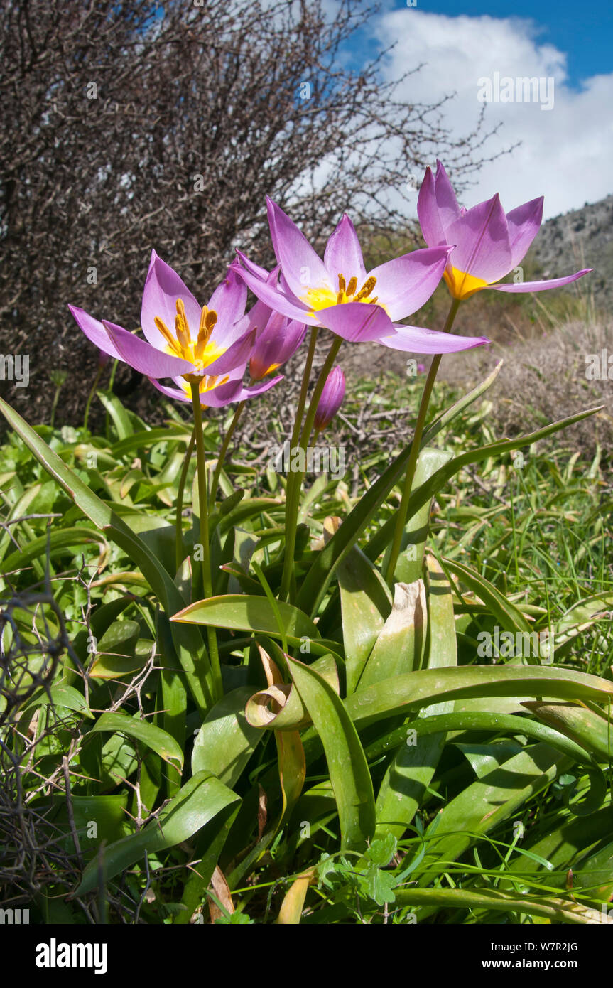 Baker's Tulip (Tulipa bakeri / saxatilis) in flower, Omalos plateau ...