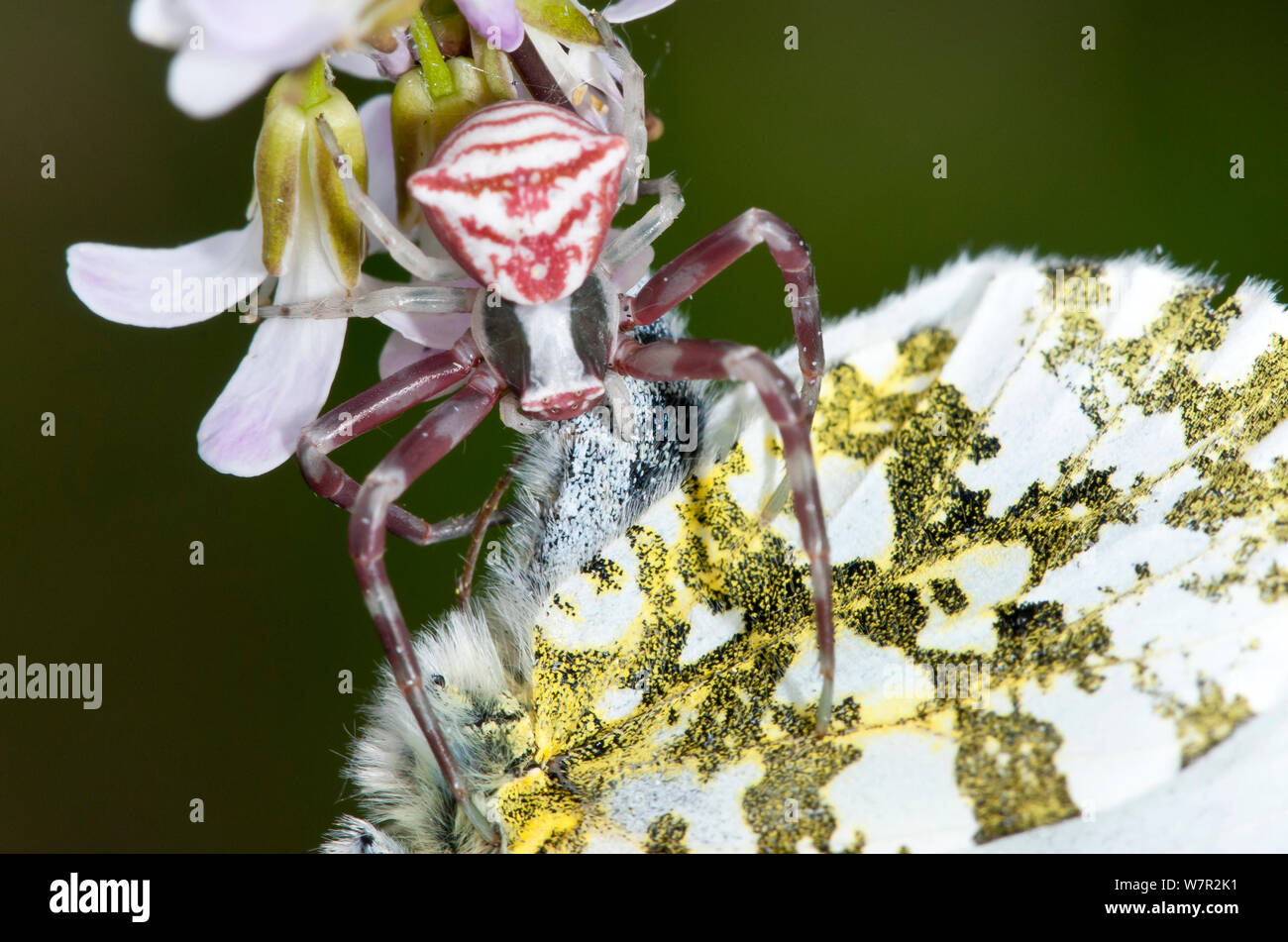 Pink crab spider – thomisus onustus hi-res stock photography and images ...