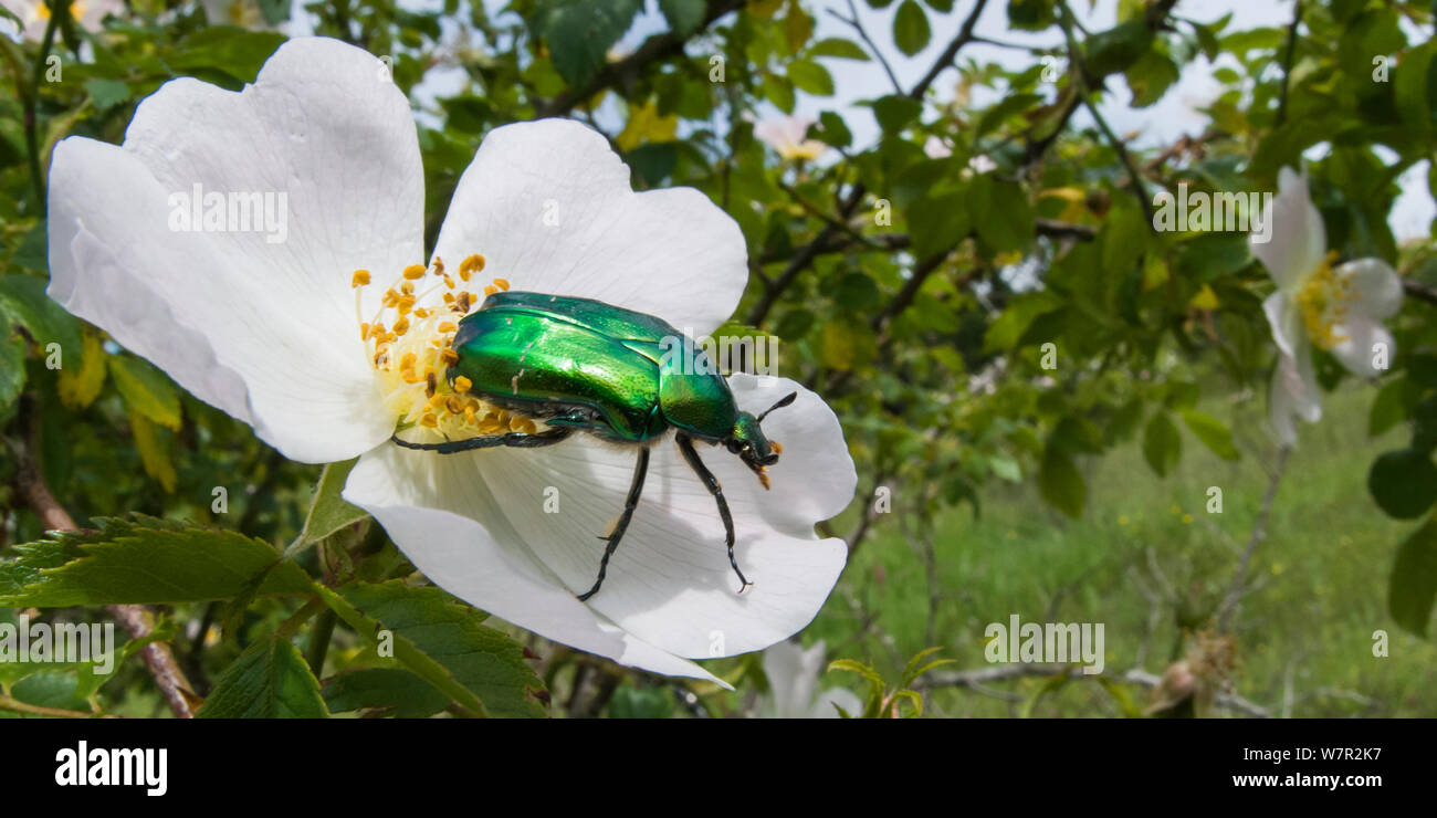 Roses beetles hi-res stock photography and images - Alamy