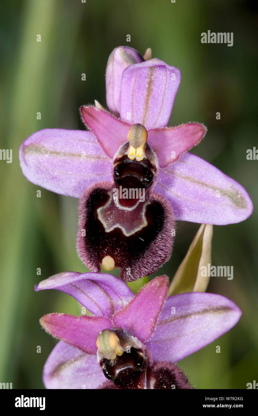 Ophrys genus hi-res stock photography and images - Alamy